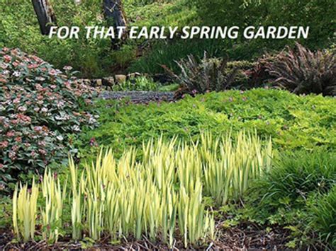 Pseudata Species Cross Culture Mt Pleasant Iris Farm