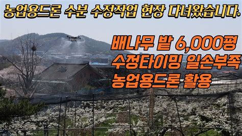 배나무 수분 수정작업 인력 대신 농업용드론으로 진행합니다 배나무밭 6000평 Drone Korea 배나무수정 수분수정 화수분 꽃가루 인공수정 드론수정
