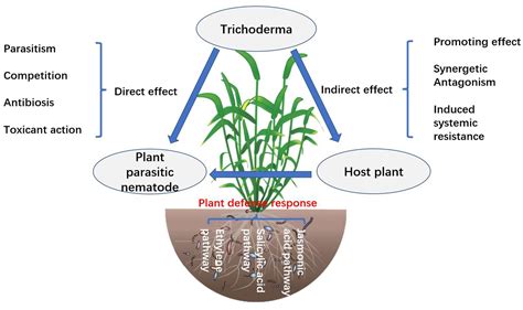 Can Trichoderma Asperellum Replace Trichoderma Harzianum Dora Agri Tech