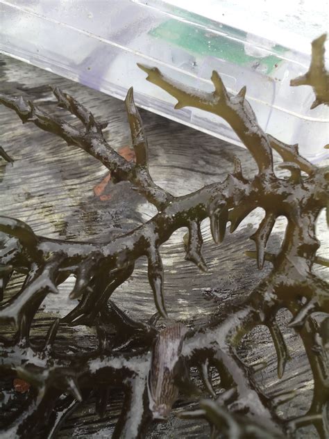 Can Anybody Identify The Polyclad Flatworm Associated With This Seaweed Researchgate