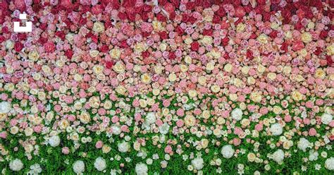 푸른 잔디밭에 흰색과 분홍색 꽃잎 사진 Unsplash의 무료 꽃 이미지