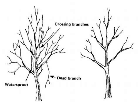 Tree Pruning Tips Arapahoe County Extension