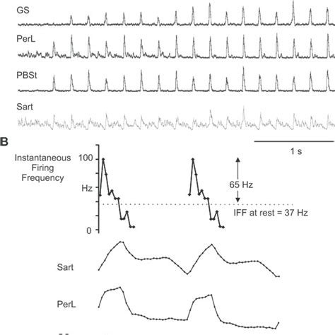 Extracellular Recording From A Dsct Neuron During Fictive Scratch A Download Scientific