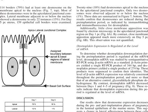 Top Illustration Of Defined Apical And Basal Regions Of