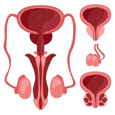 Premium Vector Male Reproductive System For Study In Medical