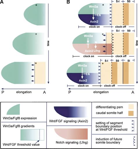 segmentation in vertebrates clock and gradient finally joined