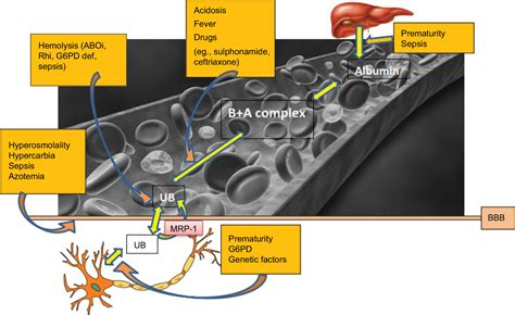 Acute Bilirubin Encephalopathy And Its Progression To Kernicterus Cur Rrn