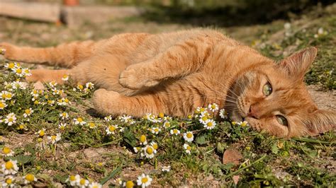 Save A Greek Stray Με την λεπτεπίλεπτη κορμοστασιά της την ντελικάτη