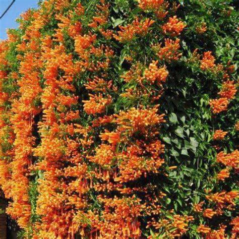 ต้นพวงแสด ไม้เลื้อย ดอกสีส้ม Shopee Thailand