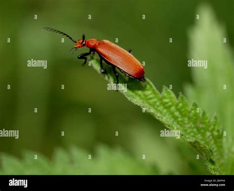 Insect Insects Beetle Redhead Insect Insects Beetle Deciduous Forest