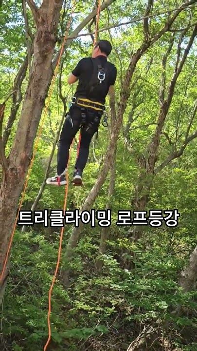트리클라이밍의 로프등강을 하고 있습니다 로프 로프천국 자일로프 클라이밍 트리클라이밍 아보리스트 숲체험 숲속에서 등강기 숲 Youtube