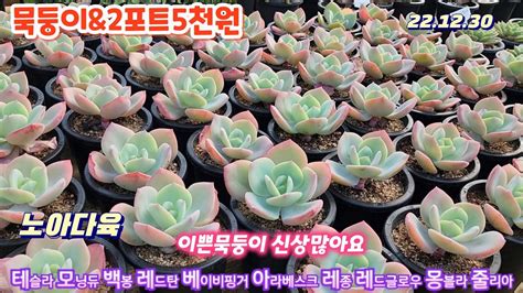 노아다육3탄2포트5천원~묵둥이까지백봉레드탄테슬라롱기시마베이비핑거신동플뢰르블랑아라베스크레종블루써프플로리디티