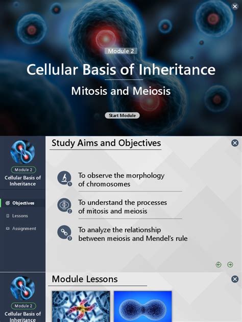 Module 2 Cellular Basis Of Inheritance Pdf Meiosis Mitosis