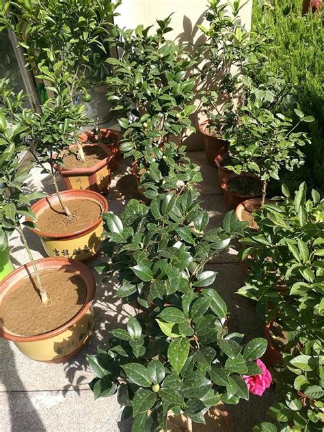 北方花友養茶花，瘦小不開花，注意3點，長得旺，開花大紅艷艷 每日頭條