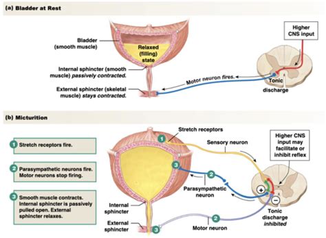 Ch 35 Disorders Of The Bladder And Lower Urinary Tract Flashcards Quizlet