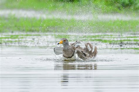 ケリの水浴び 白ピーヌのバードエッセイ