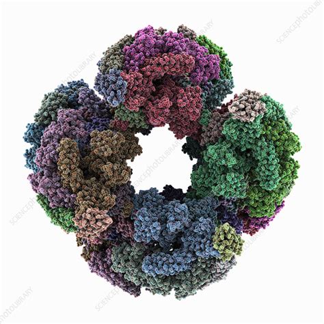Mycobacterium Tuberculosis Rna Polymerase Molecular Model Stock Image C057 2606 Science