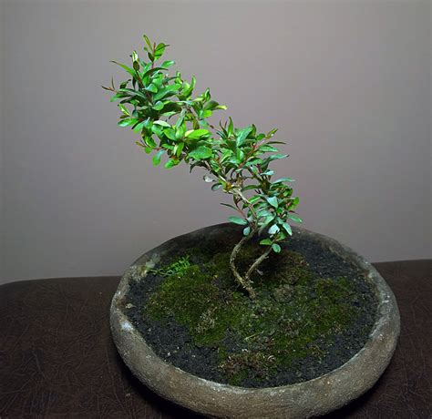 ჯუჯა ხე ჯუჯა ხე ბონსაი თქვენი ოთახის სილამაზე