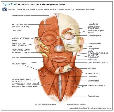 Músculos De La Expresión Facial Artofit