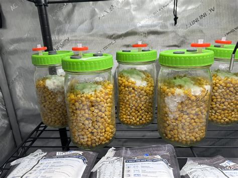 Technique Popcorn Tek Vs Drippy Corn Rmushroomgrowers
