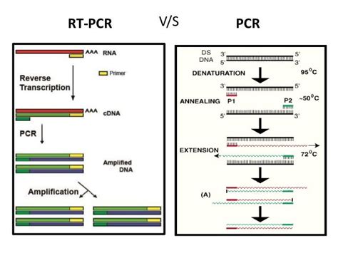 Pcr Process Diagram