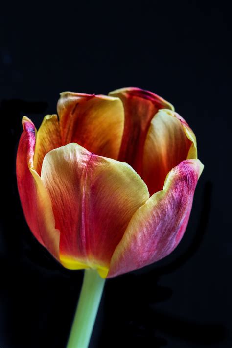 Tulip Shutterbug