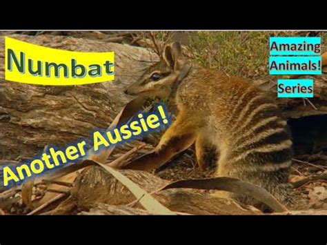 What Is A Numbats Diet