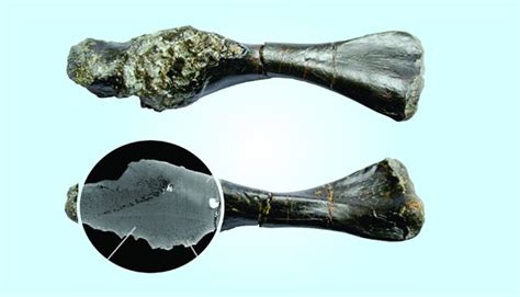 Bone Cancer In ‘triassic Tetrapod