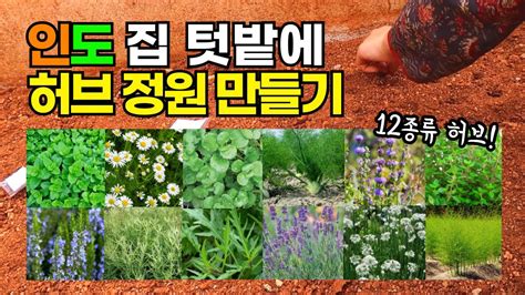 인도 집 텃밭에 12종류 허브 심기 인도 집 세탁실에 나타난 뱀 Youtube