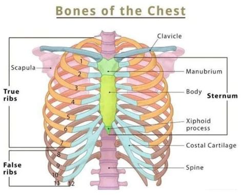 Bones Of The Chest Medizzy