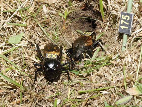Gryllus Campestris Image Eurekalert Science News Releases