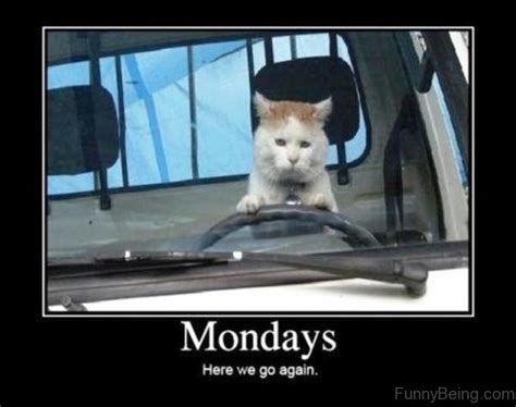 60 Best Collection Monday Memes