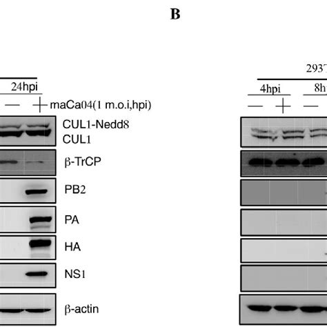 The Role Of β Trcp In The Process Of Influenza A Virus Infection In Download Scientific Diagram