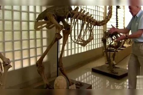 千年前最大的鸟被发现 身高3米体重半吨 一颗蛋堪比50颗鸡蛋体重身高千年