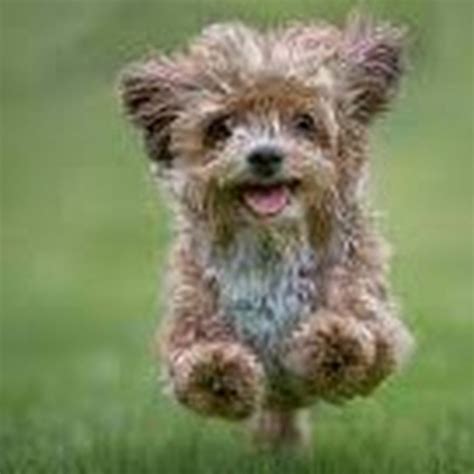 Toby Simpson Youtube