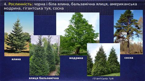 Презентація з географії 7 клас Північна Америка Природні зони Презентація Географія