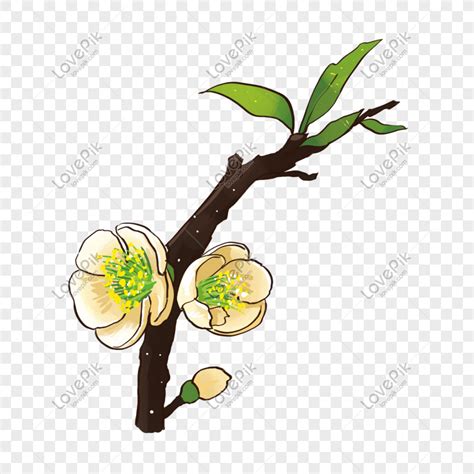 손으로 그린 된 배 꽃 지점 그림 Png 일러스트 무료 다운로드 Lovepik