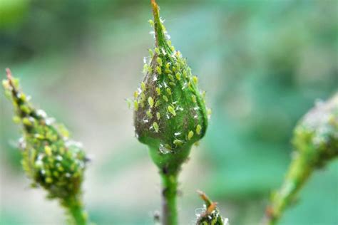 How To Get Rid Of Aphids On Plants Naturally 4 Homemade Remedies And Helpful Tips Elcabildo