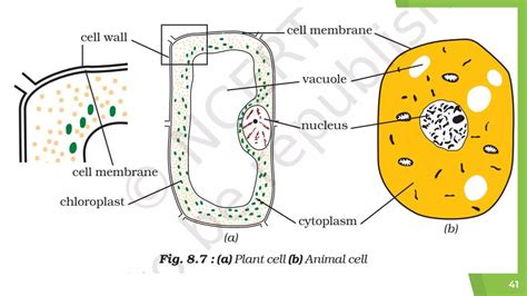 CELL STRUCTURE AND FUNCTIONS CLASS Pptx