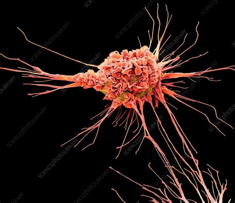 Dendritic Cell Sem Stock Image C041 2322 Science Photo Library