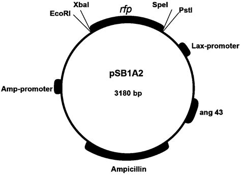 Bioengineering Bacteria For Detecting Divalent Mercury Ions And Preparation Method And