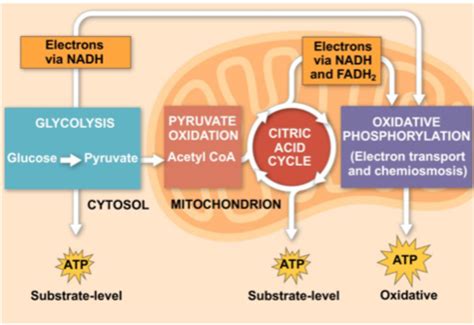Biology Midterm 1 Flash Cards Flashcards Quizlet