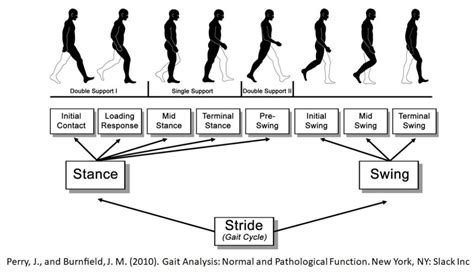 Gait Analysis Understanding Movement Dynamics