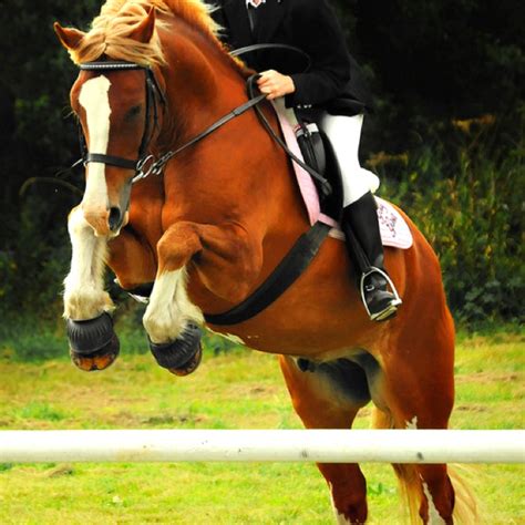 1000 Images About Hunterequitation On Pinterest Hunters Ponies And