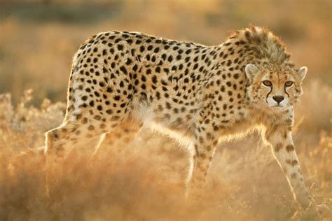 ხალებიანი რარიტეტი