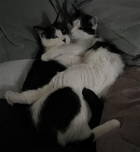 Cats Acting Weird 2 Weeks After Spay Rcats