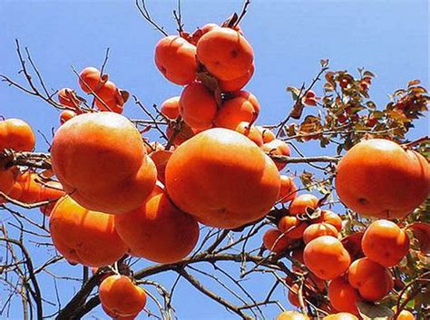 감나무 약치는 시기 병충해 종류