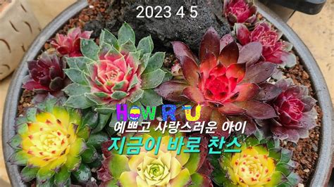 2023년 4월05일 세일 할인~국민다육 방문구매3개5000원선녀와나무꽃화분다육신상안내다육금화분택배다육택배
