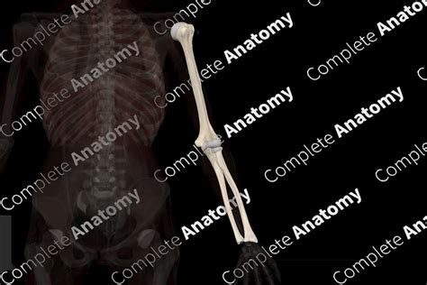 Bone Anatomy Arm 3b Scientific Arm Bone Models 3b Smart Anatomy