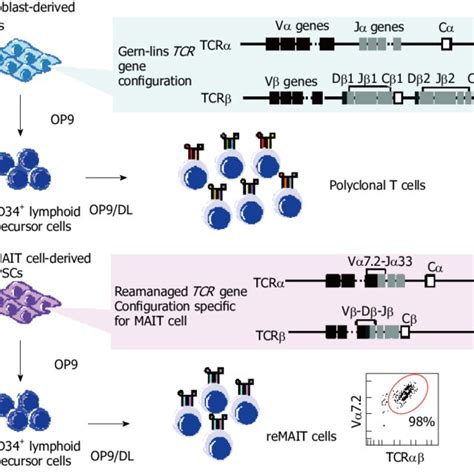 Scheme For T Cell Differentiation From Induced Pluripotent Stem Cells Download Scientific